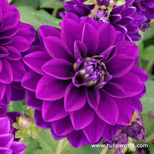 Dahlia Le Baron - world flower seeds